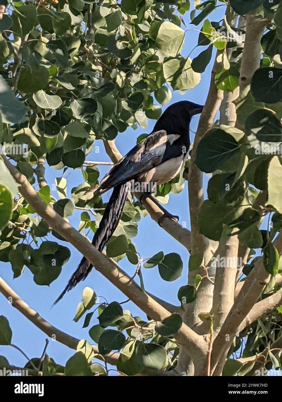 Black-billed Magpie (Pica hudsonia Stock Photo - Alamy