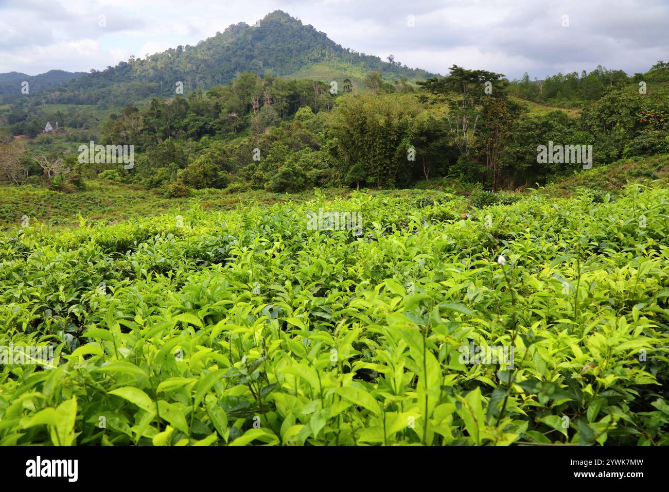 Sabah tea plantation in Malaysia. Sabah region of Borneo Stock Photo ...