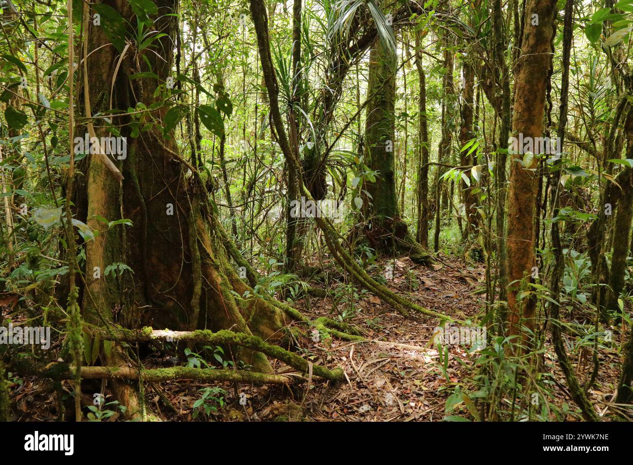 Kinabalu park hi-res stock photography and images - Alamy