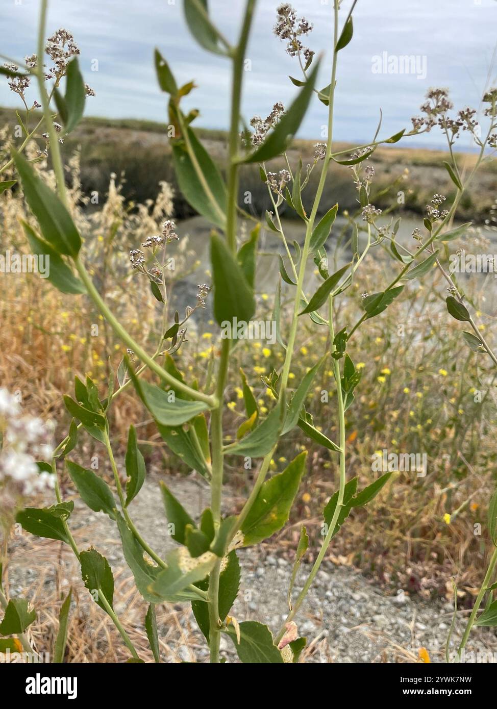 broadleaved pepperweed (Lepidium latifolium Stock Photo - Alamy