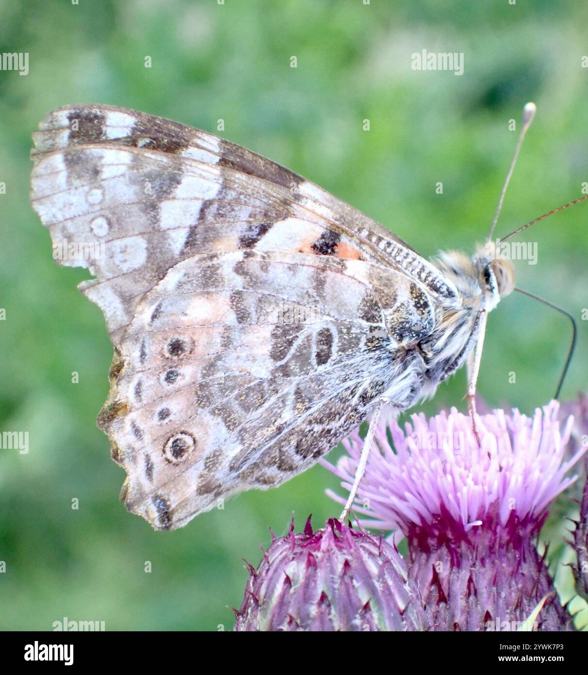 Painted Lady (Vanessa cardui Stock Photo - Alamy