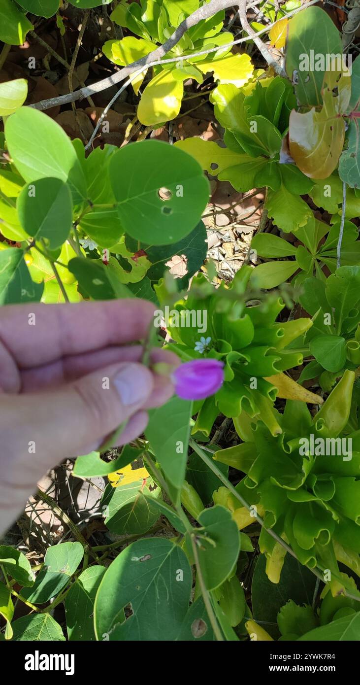 Beach Bean (Canavalia rosea Stock Photo - Alamy