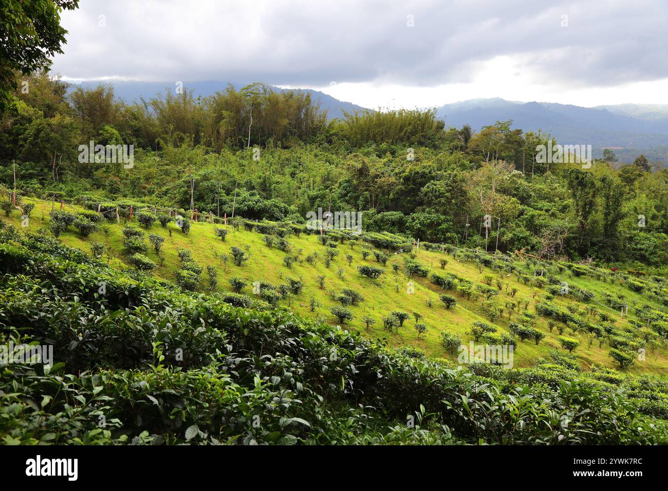 Sabah tea farm in Malaysia. Sabah region of Borneo Stock Photo - Alamy