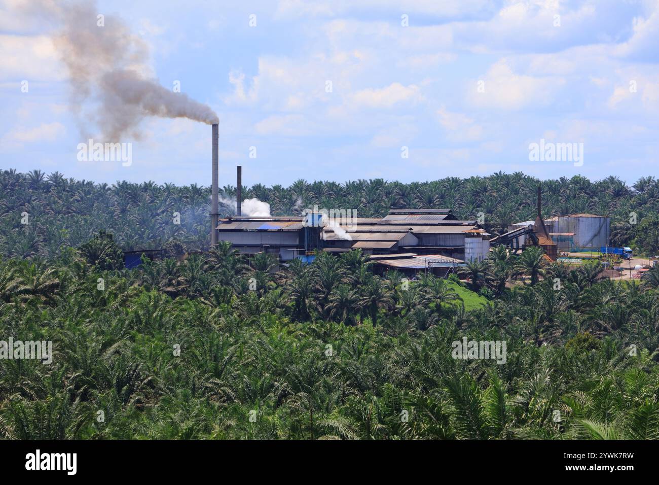 Oil palm mill in the middle of oil palm plantation agricultural ...