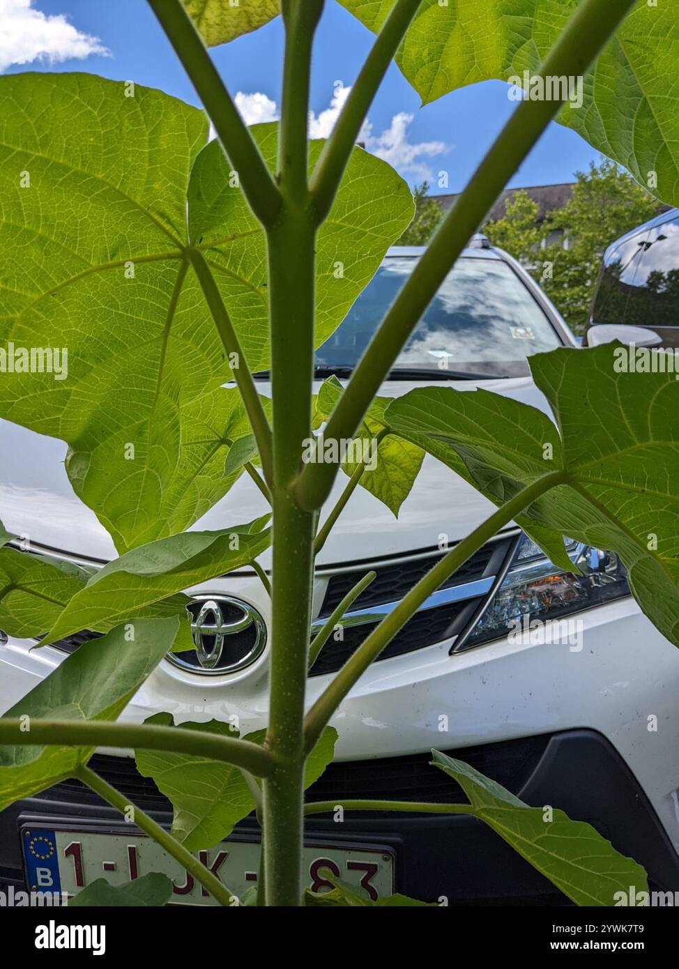 princess tree (Paulownia tomentosa Stock Photo - Alamy
