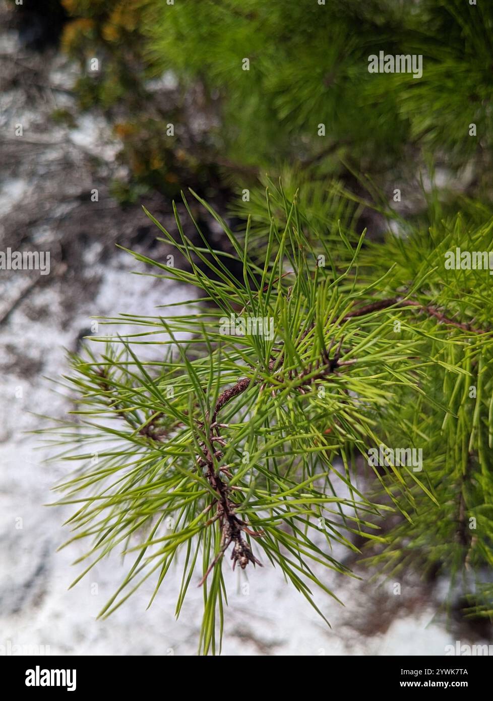 sand pine (Pinus clausa Stock Photo - Alamy