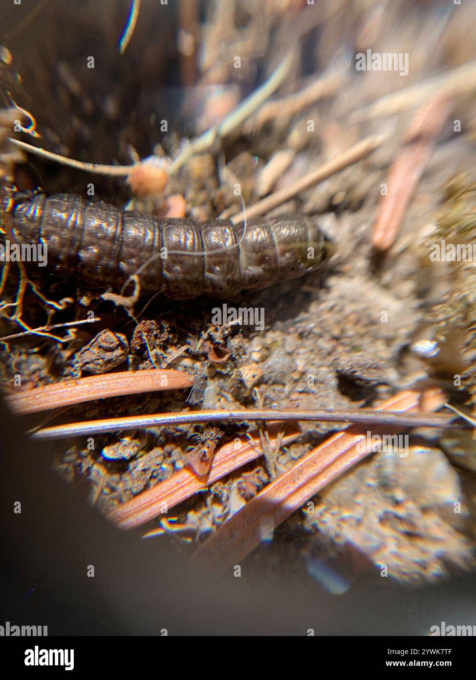 Sordens hi-res stock photography and images - Alamy