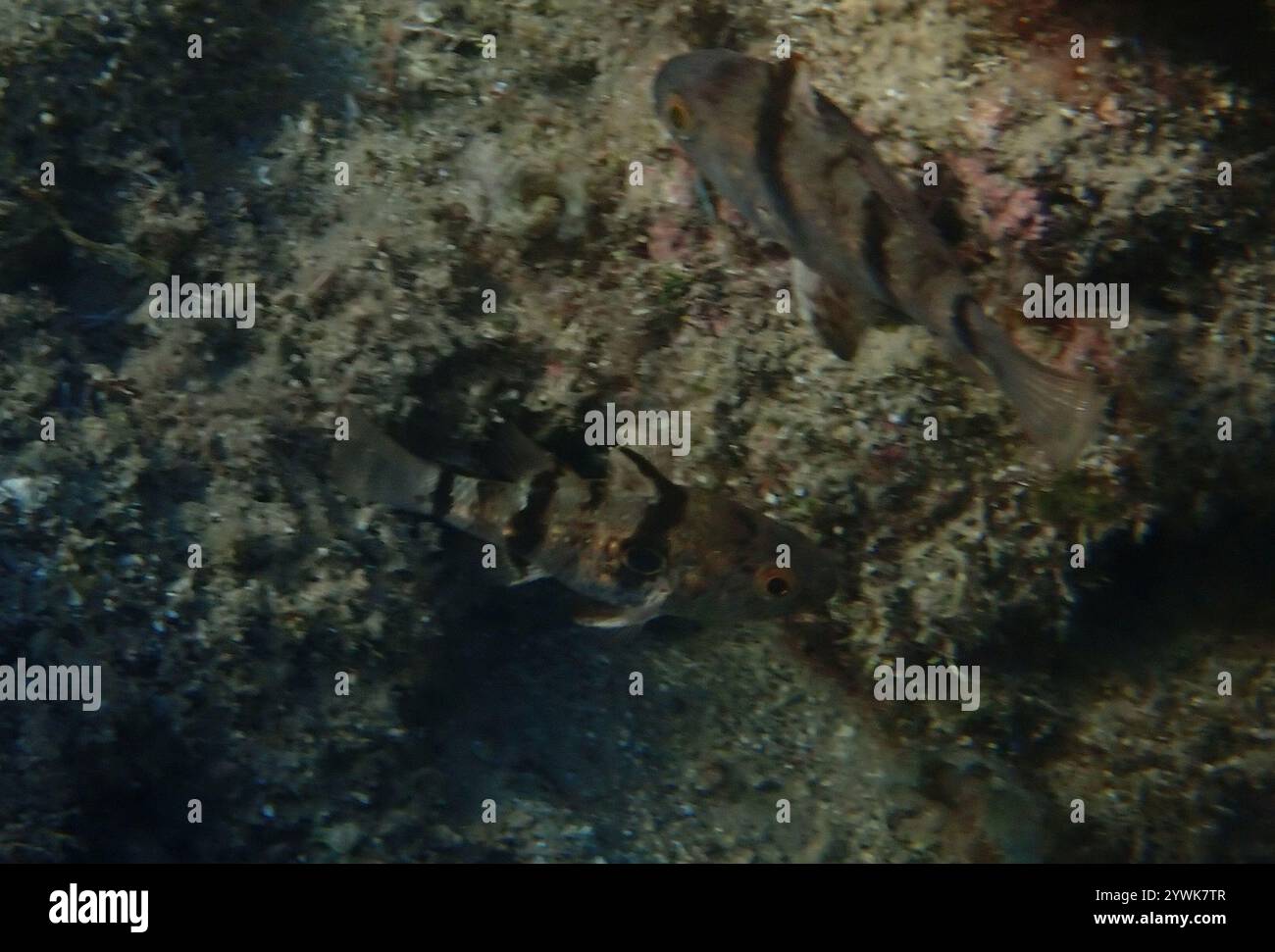 Pharaoh Cardinalfish (Apogonichthyoides pharaonis Stock Photo - Alamy