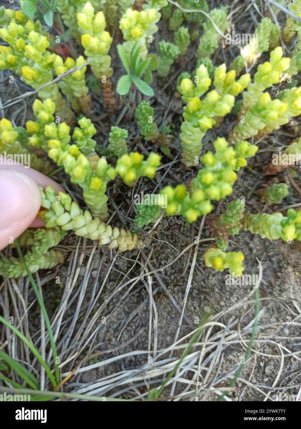 Biting Stonecrop (Sedum acre Stock Photo - Alamy