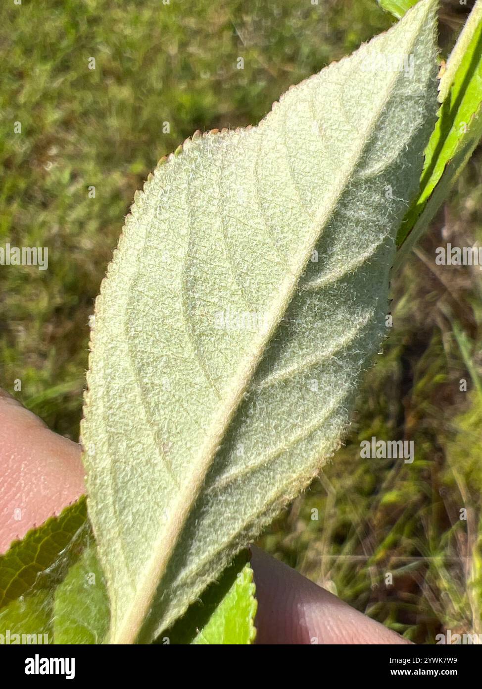 red chokeberry (Aronia arbutifolia Stock Photo - Alamy