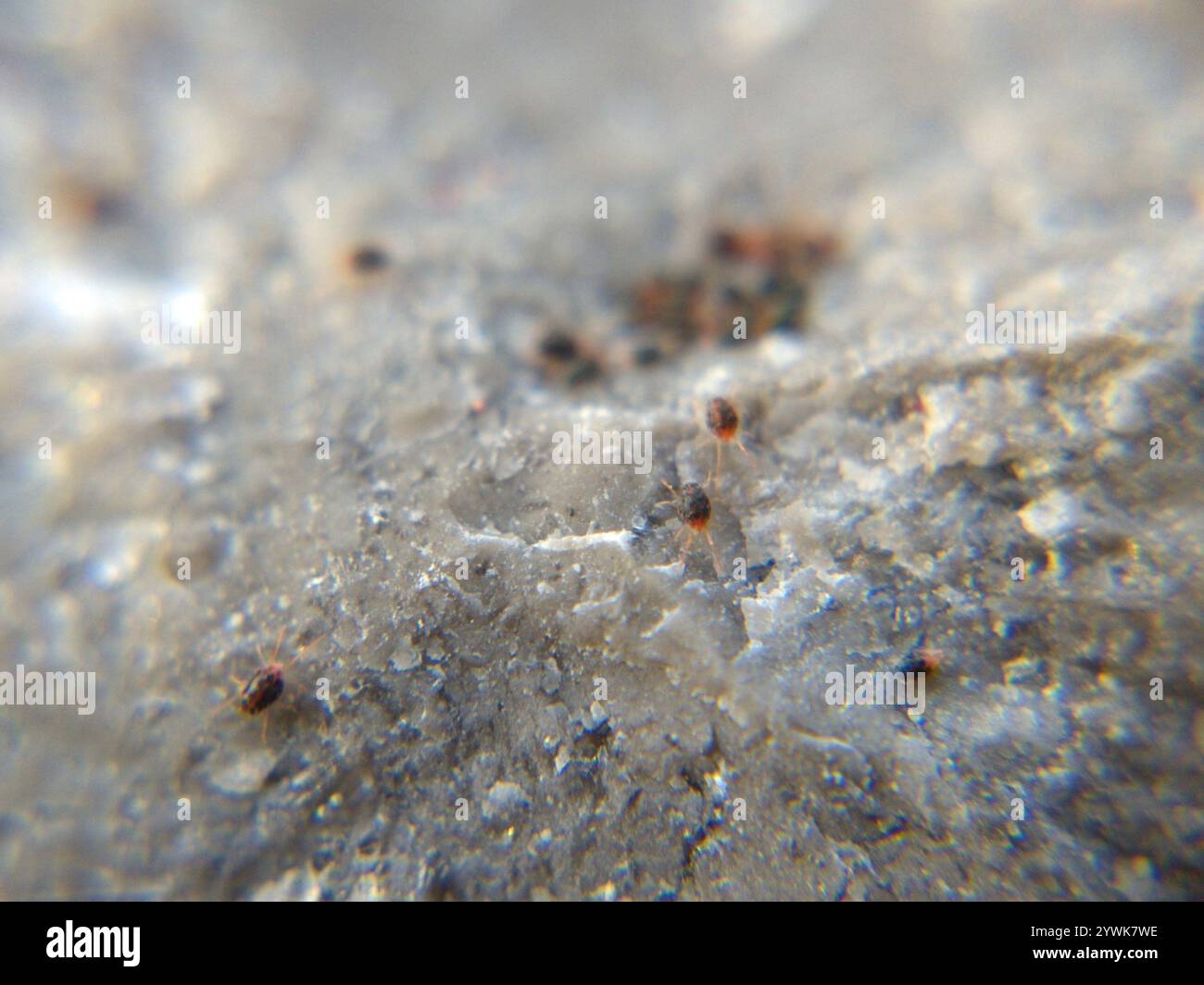 Bryobia hi-res stock photography and images - Alamy