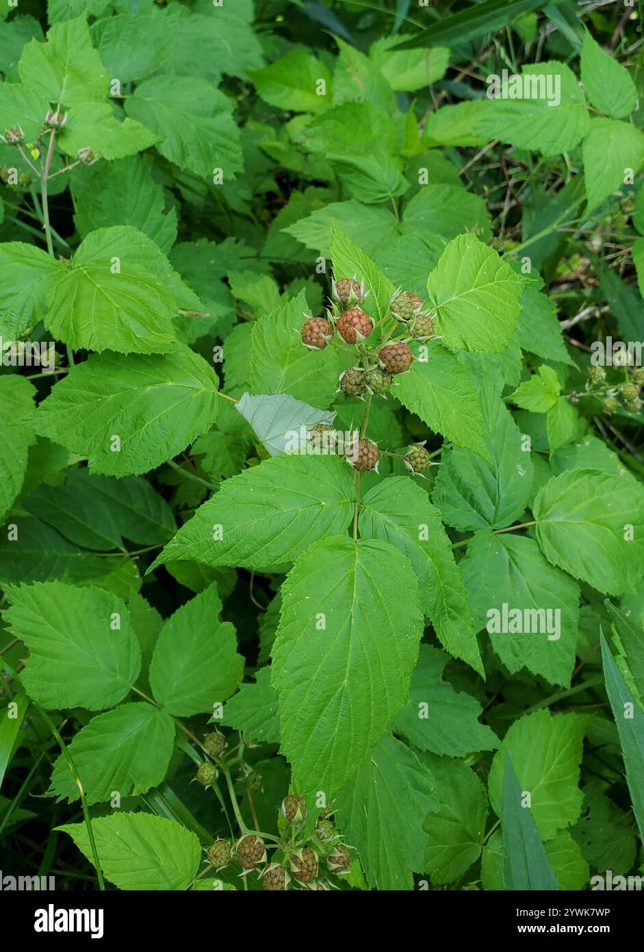 black raspberry (Rubus occidentalis Stock Photo - Alamy