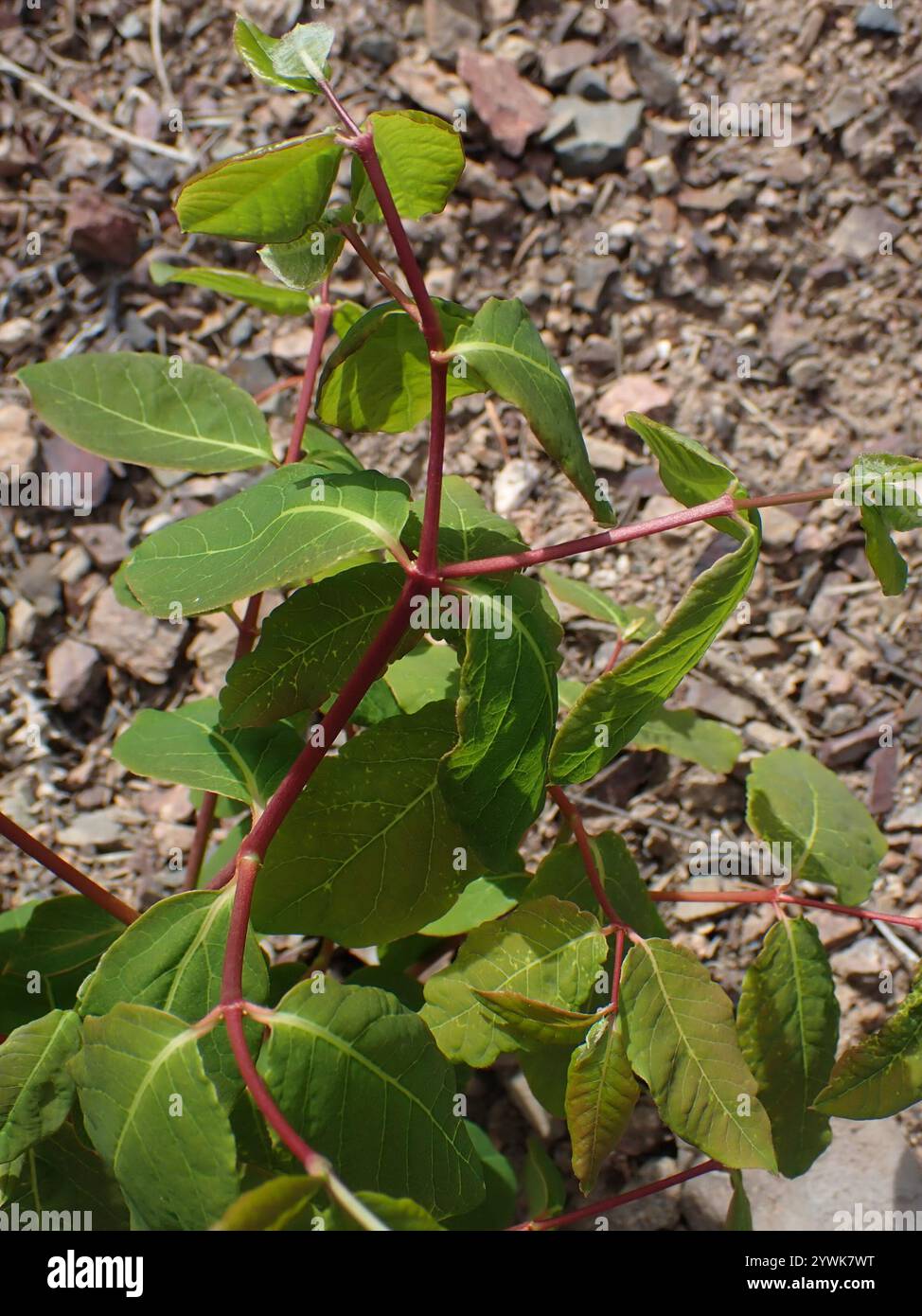 spreading dogbane (Apocynum androsaemifolium Stock Photo - Alamy