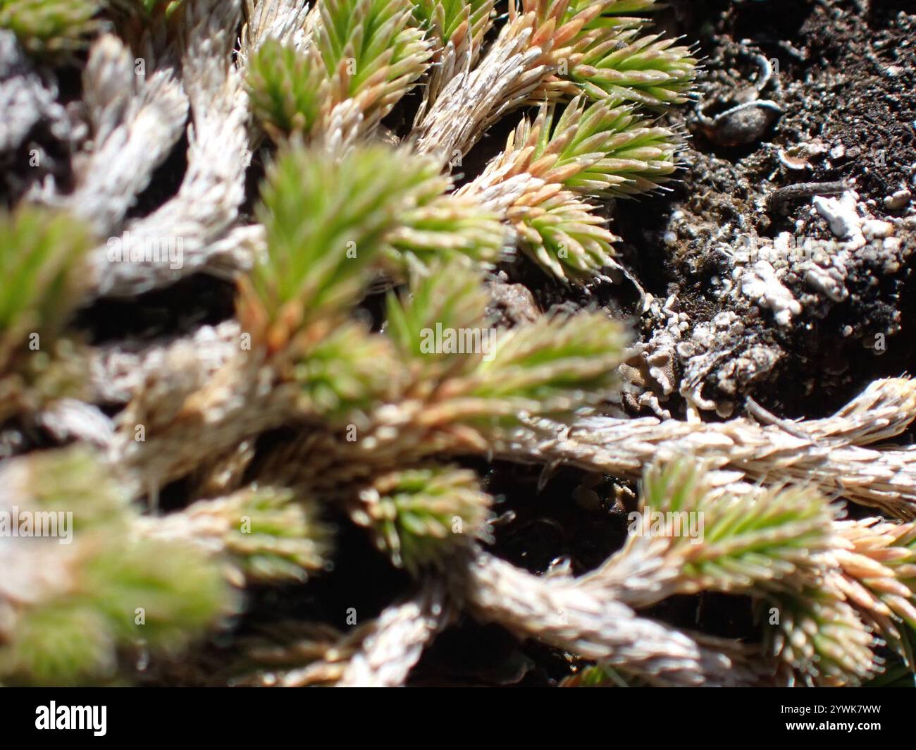 Wallace's spikemoss (Selaginella wallacei Stock Photo - Alamy