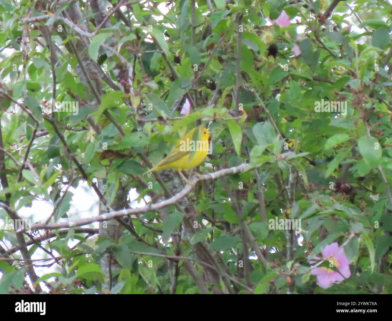 Yellow Warbler (Setophaga petechia Stock Photo - Alamy