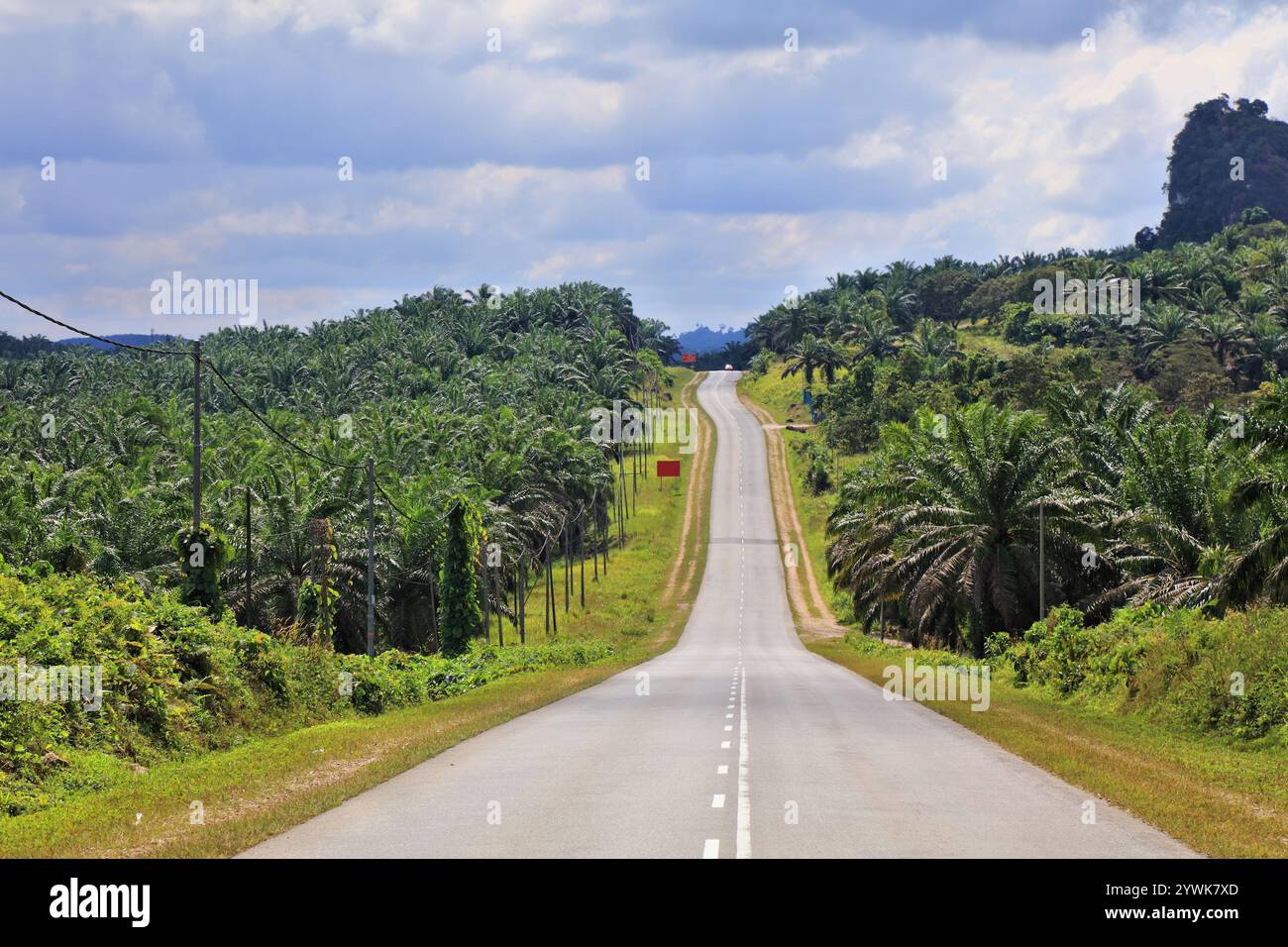 Oil palm plantation agricultural landscape and regional road in Sabah ...