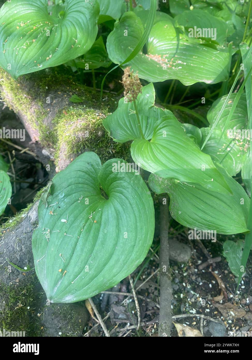 Western Lily of the Valley (Maianthemum dilatatum Stock Photo - Alamy