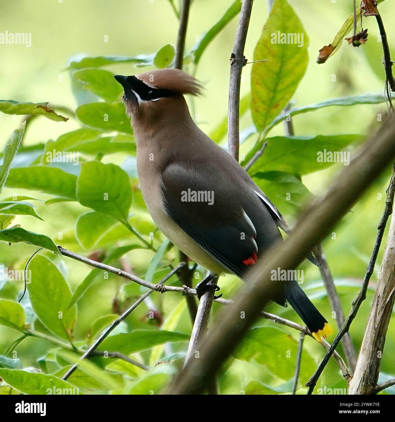 Cedar Waxwing (Bombycilla cedrorum Stock Photo - Alamy