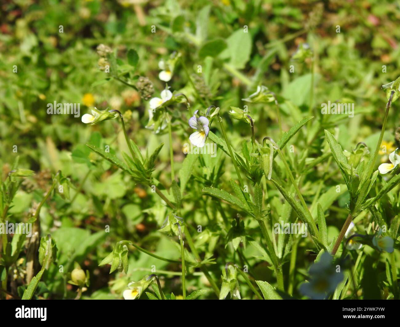 European field pansy (Viola arvensis Stock Photo - Alamy