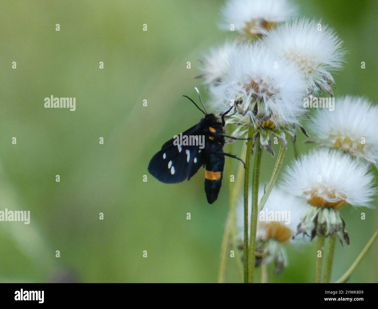 Nine-spotted Moth (Amata phegea Stock Photo - Alamy