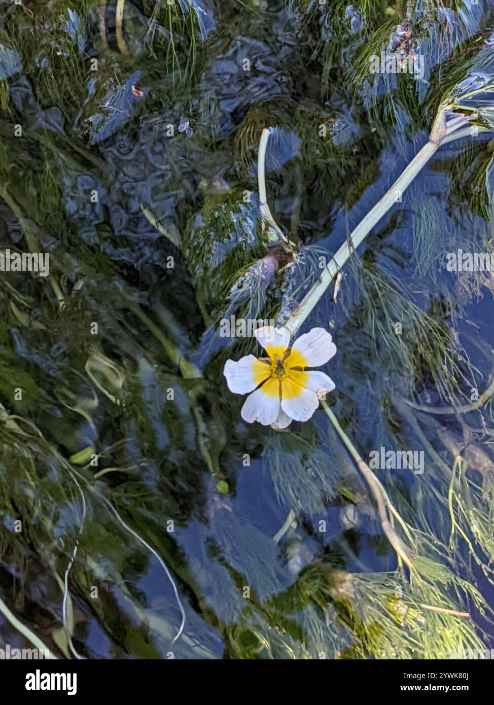 common water-crowfoot (Ranunculus aquatilis Stock Photo - Alamy