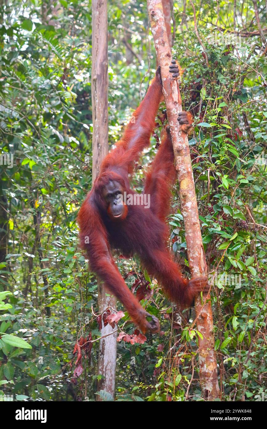 Orangutan ape in Borneo, Malaysia. Semi-wild young adult male in ...
