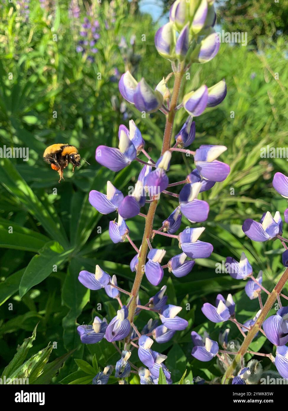 Northern Amber Bumble Bee (Bombus borealis Stock Photo - Alamy