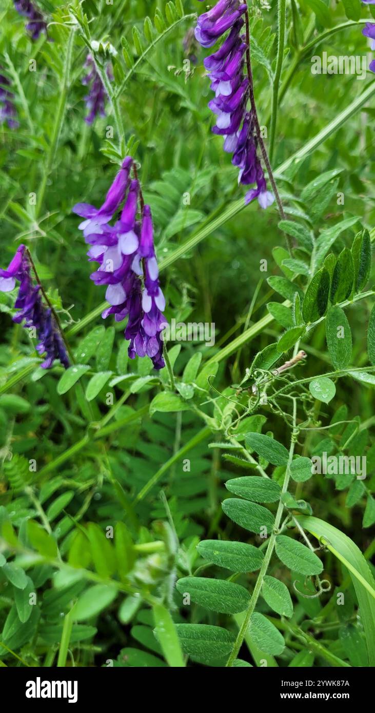 Hairy Vetch Vicia Villosa Stock Photo Alamy