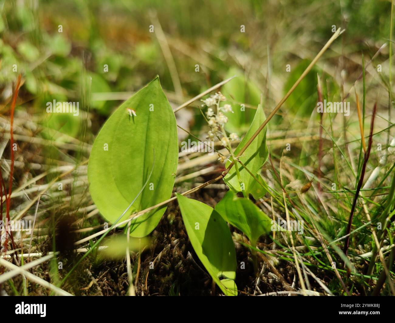 May Lily (Maianthemum bifolium Stock Photo - Alamy