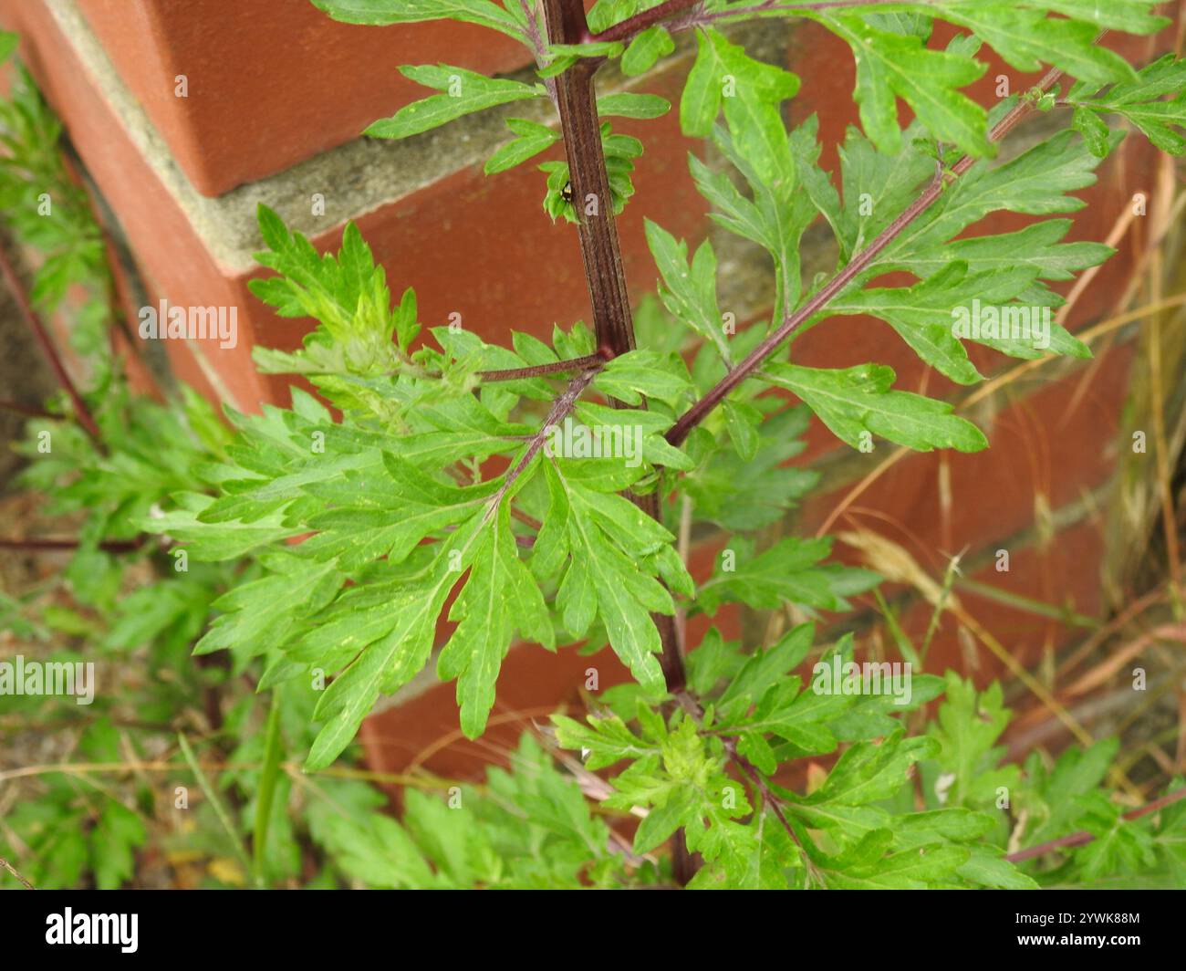 common mugwort (Artemisia vulgaris Stock Photo - Alamy
