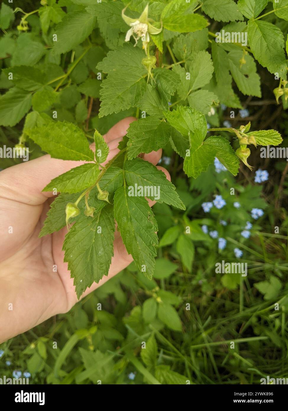American red raspberry (Rubus idaeus strigosus Stock Photo - Alamy