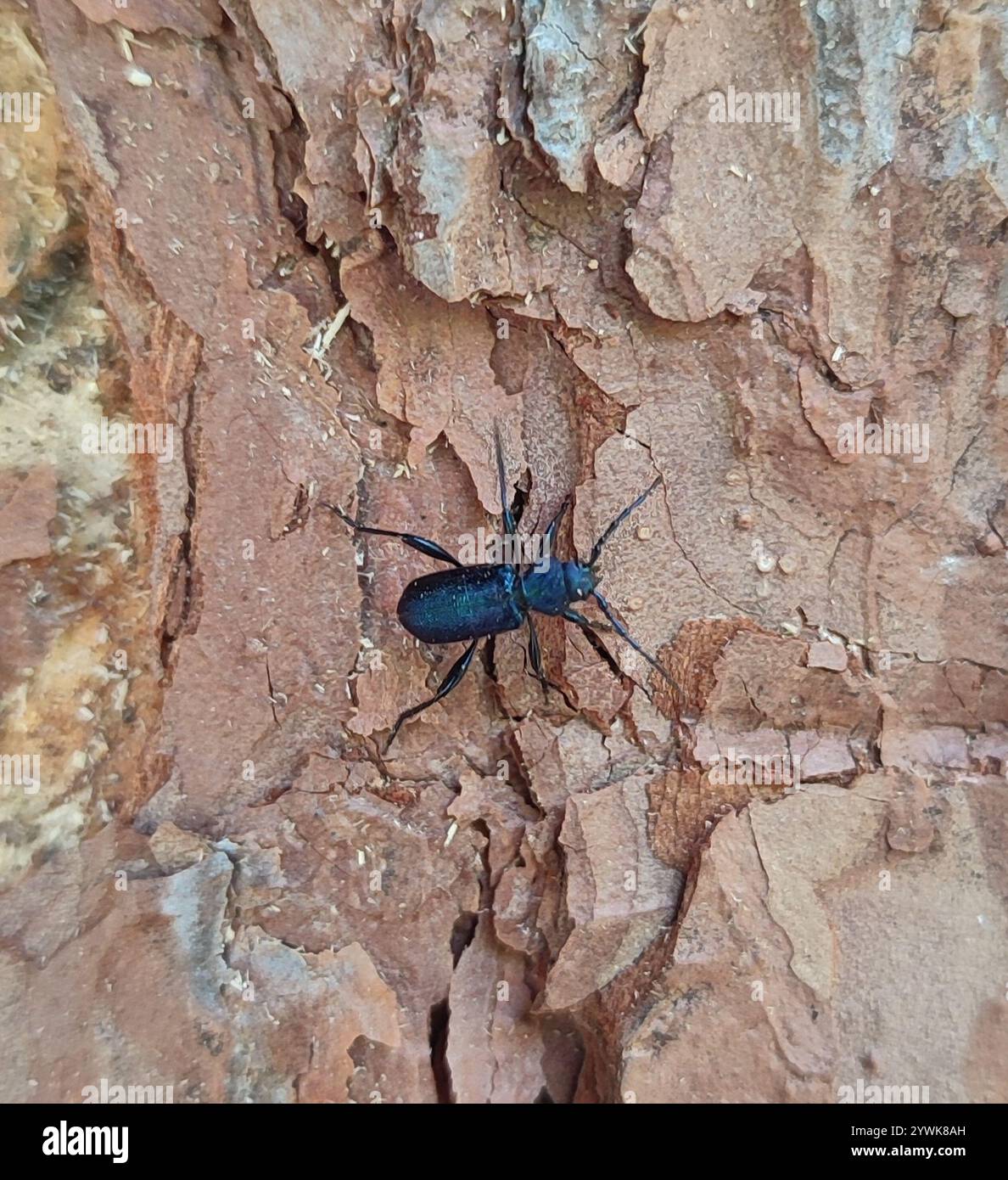Violet tanbark beetle (Callidium violaceum Stock Photo - Alamy