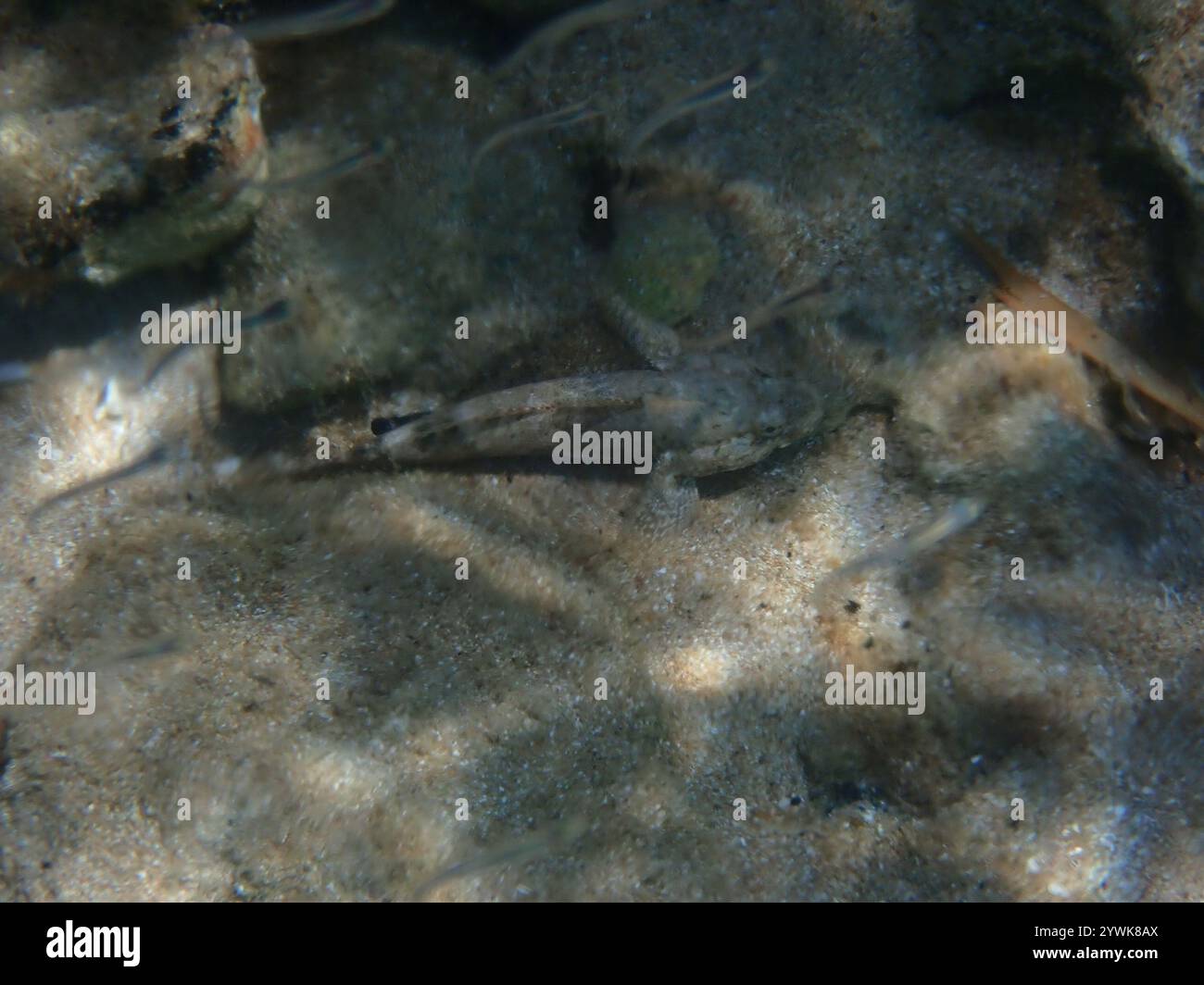 Gobius cobitis hi-res stock photography and images - Alamy