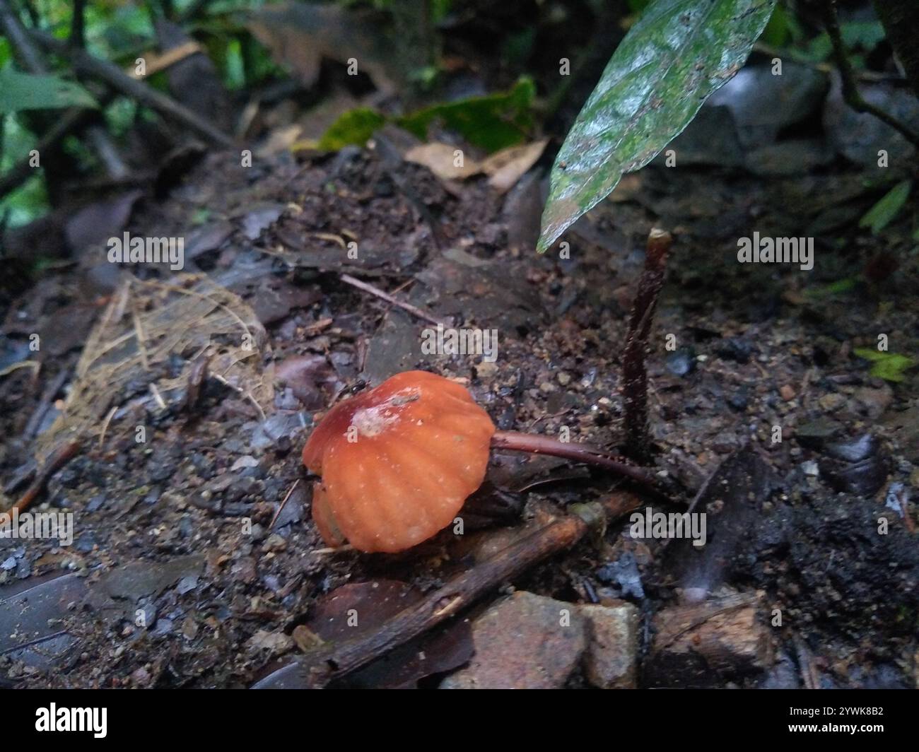 pinwheels and parachute mushrooms (Marasmius Stock Photo - Alamy
