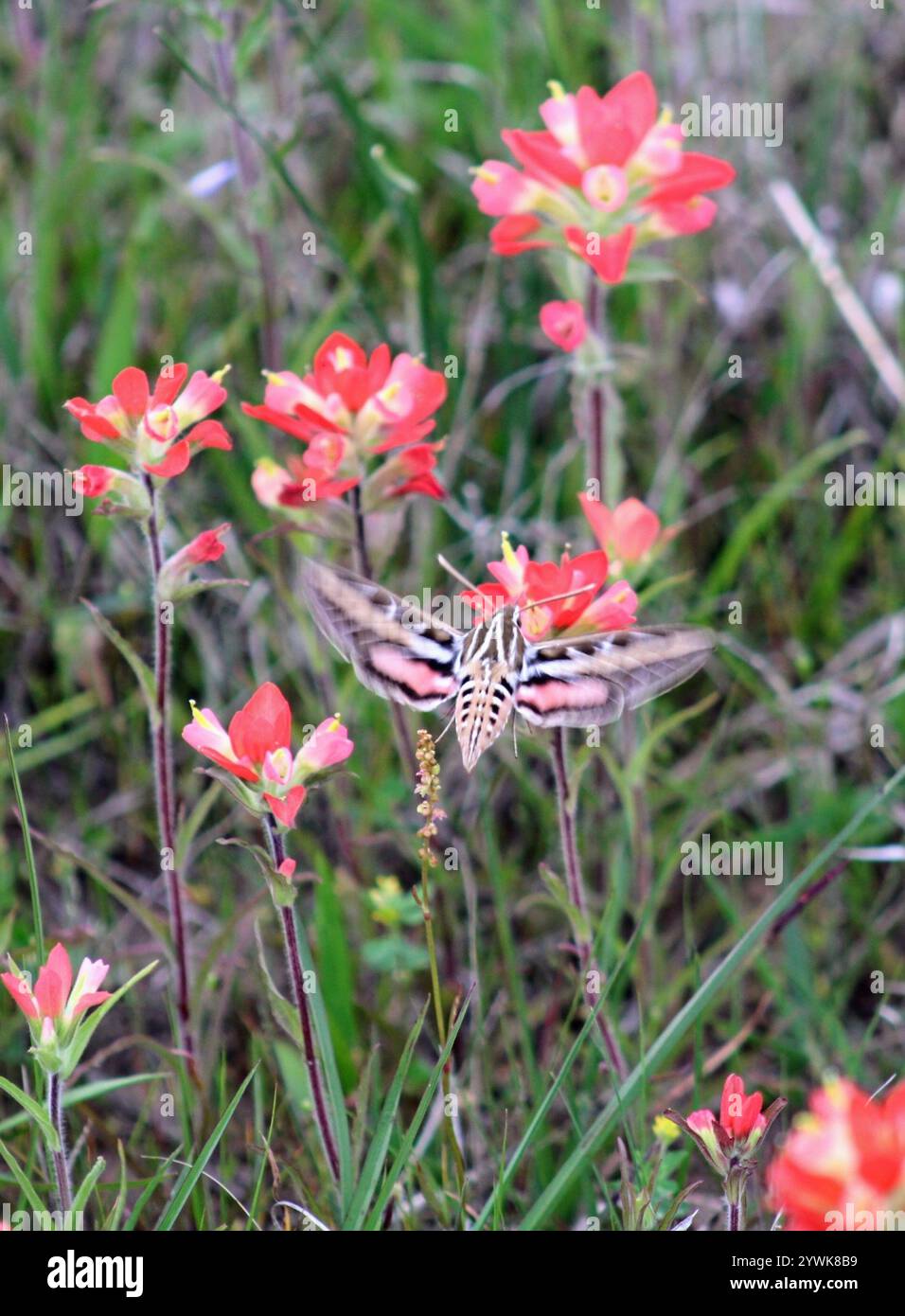 White-lined Sphinx (Hyles lineata Stock Photo - Alamy