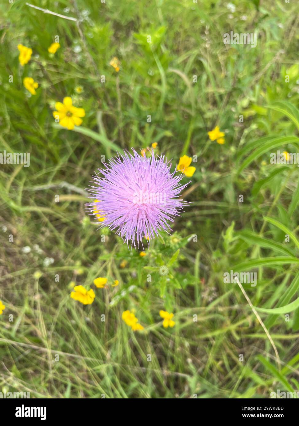 Texas Thistle (Cirsium texanum Stock Photo - Alamy