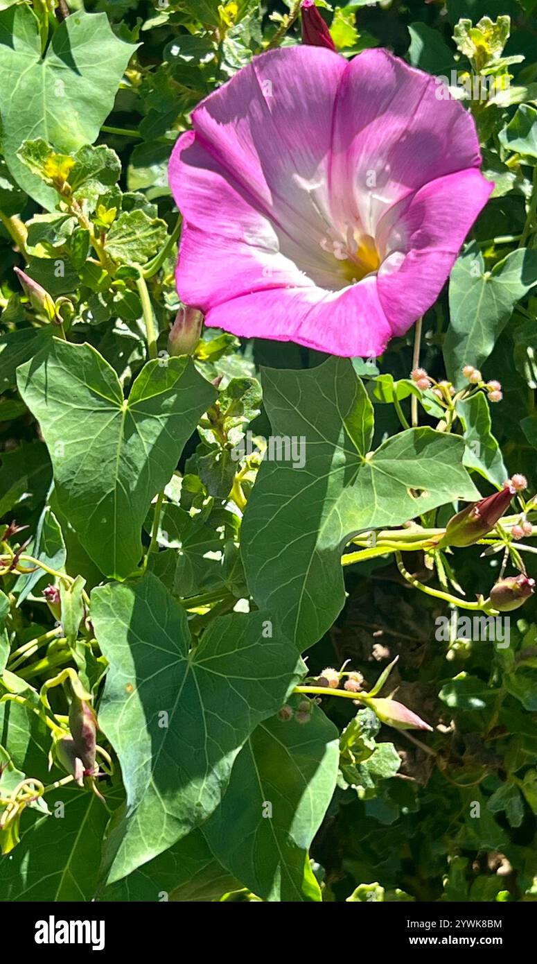 Pacific False Bindweed (Calystegia purpurata Stock Photo - Alamy
