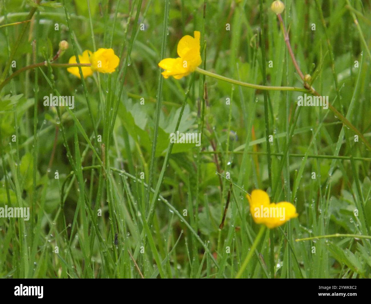 Creeping buttercup (Ranunculus repens Stock Photo - Alamy