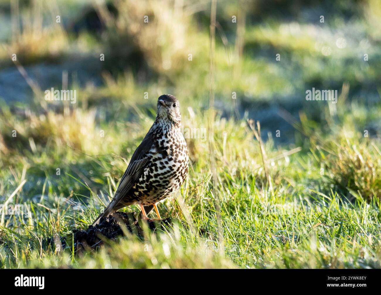 A Mistle Thrush; Turdus viscivorus in Foulridge, Lancashire, UK Stock Photo - Alamy