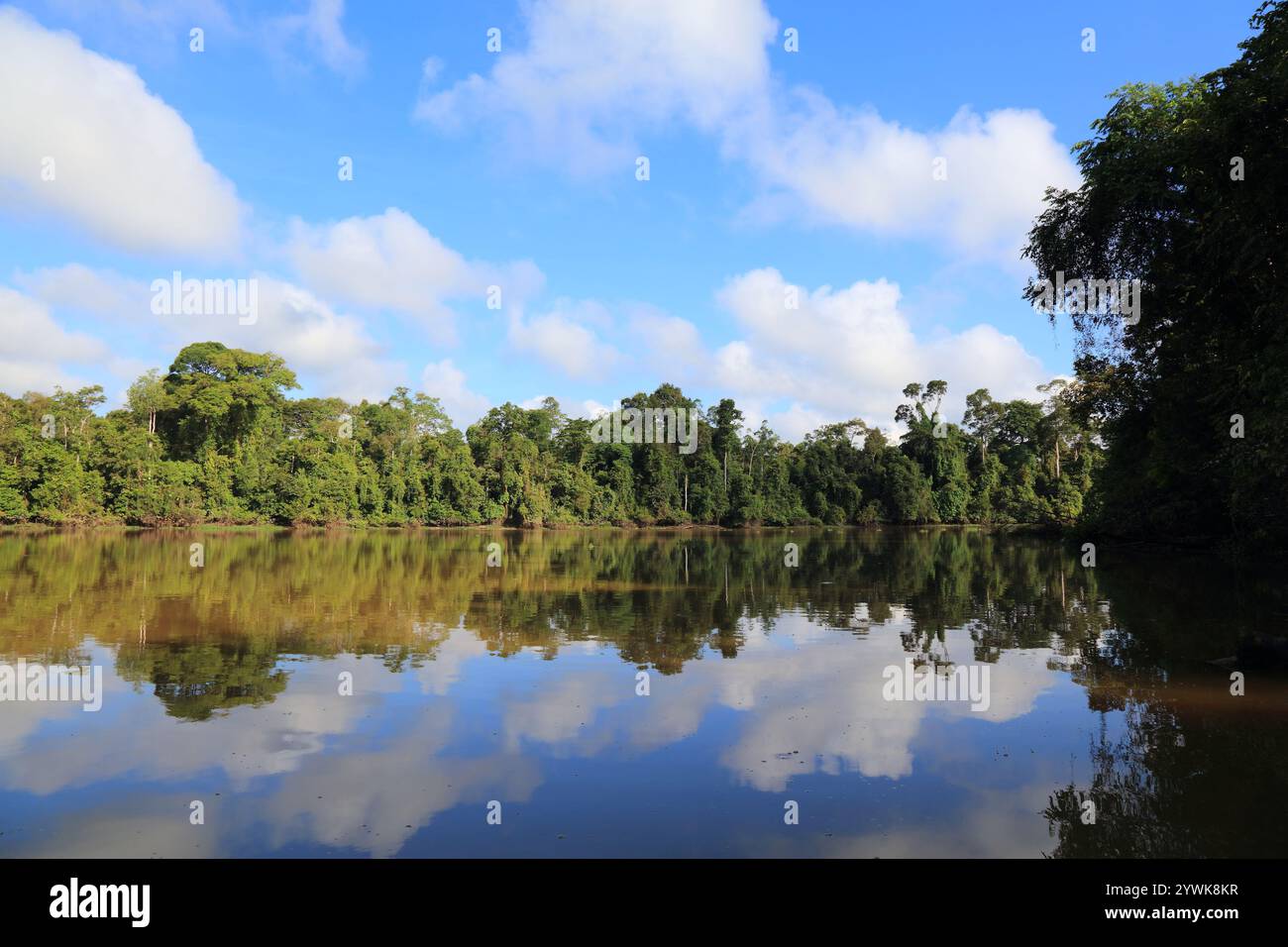 Oxbow lake and rainforest on Kinabatangan River in Sukau in Sandakan ...