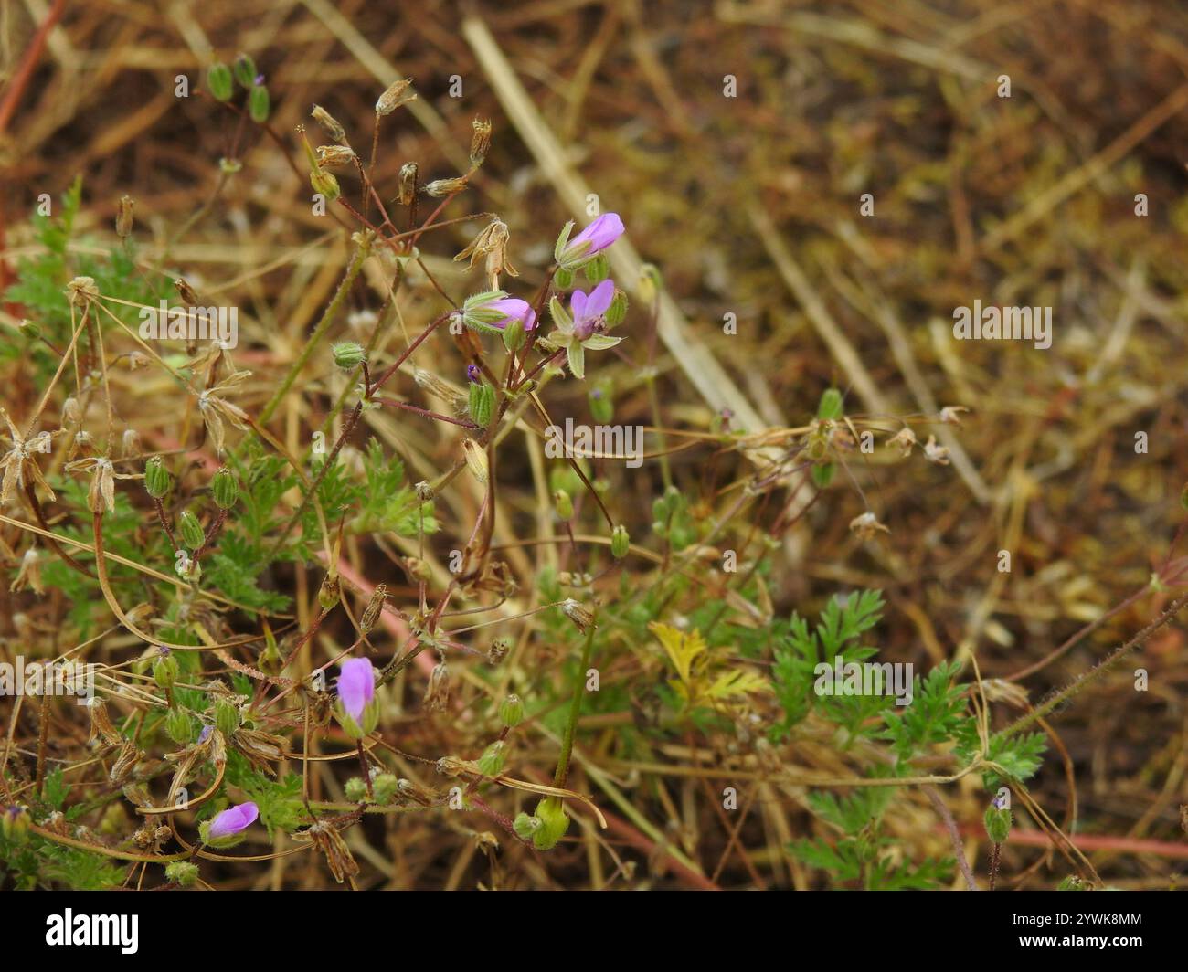 Redstem Stork's-bill (Erodium cicutarium Stock Photo - Alamy