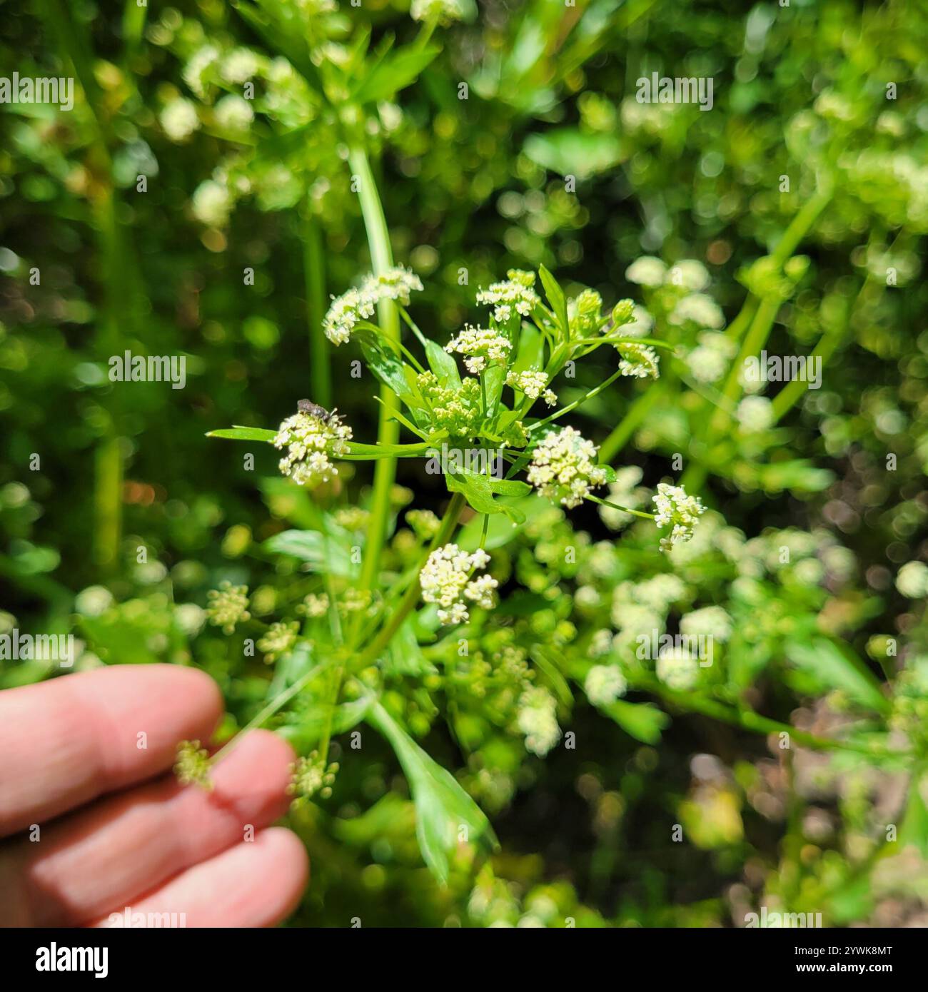 Celery (Apium graveolens Stock Photo - Alamy