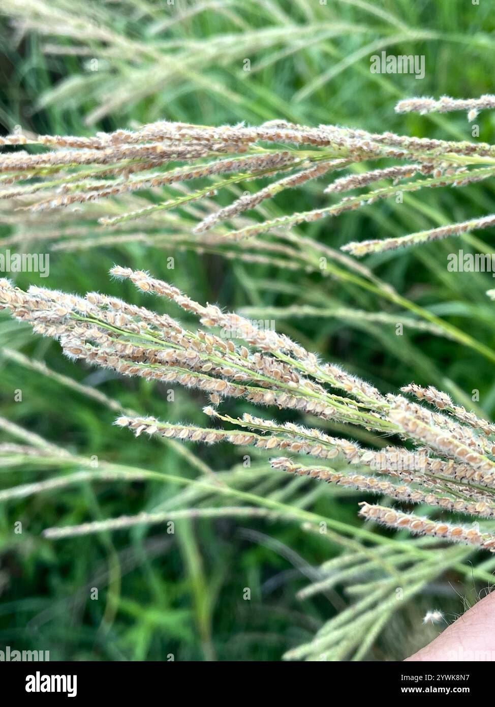 Vasey Grass (Paspalum urvillei Stock Photo - Alamy