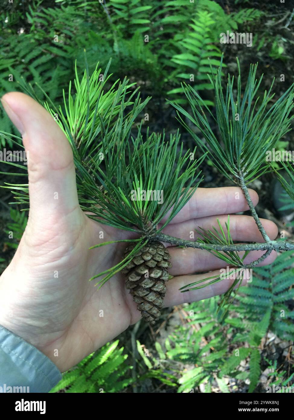 spruce pine (Pinus glabra Stock Photo - Alamy