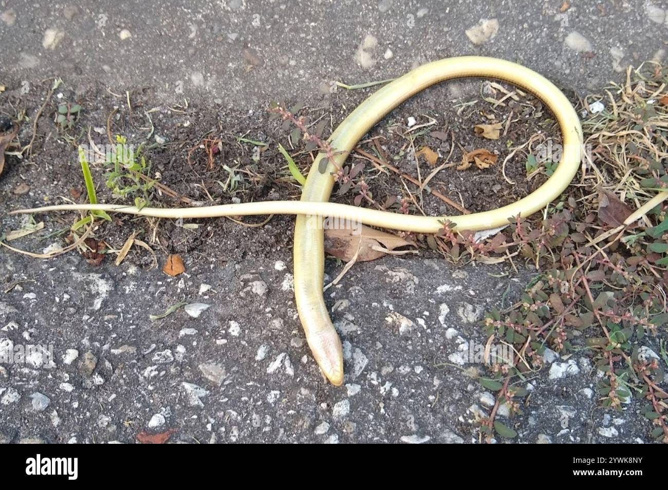Eastern Glass Lizard (Ophisaurus ventralis Stock Photo - Alamy