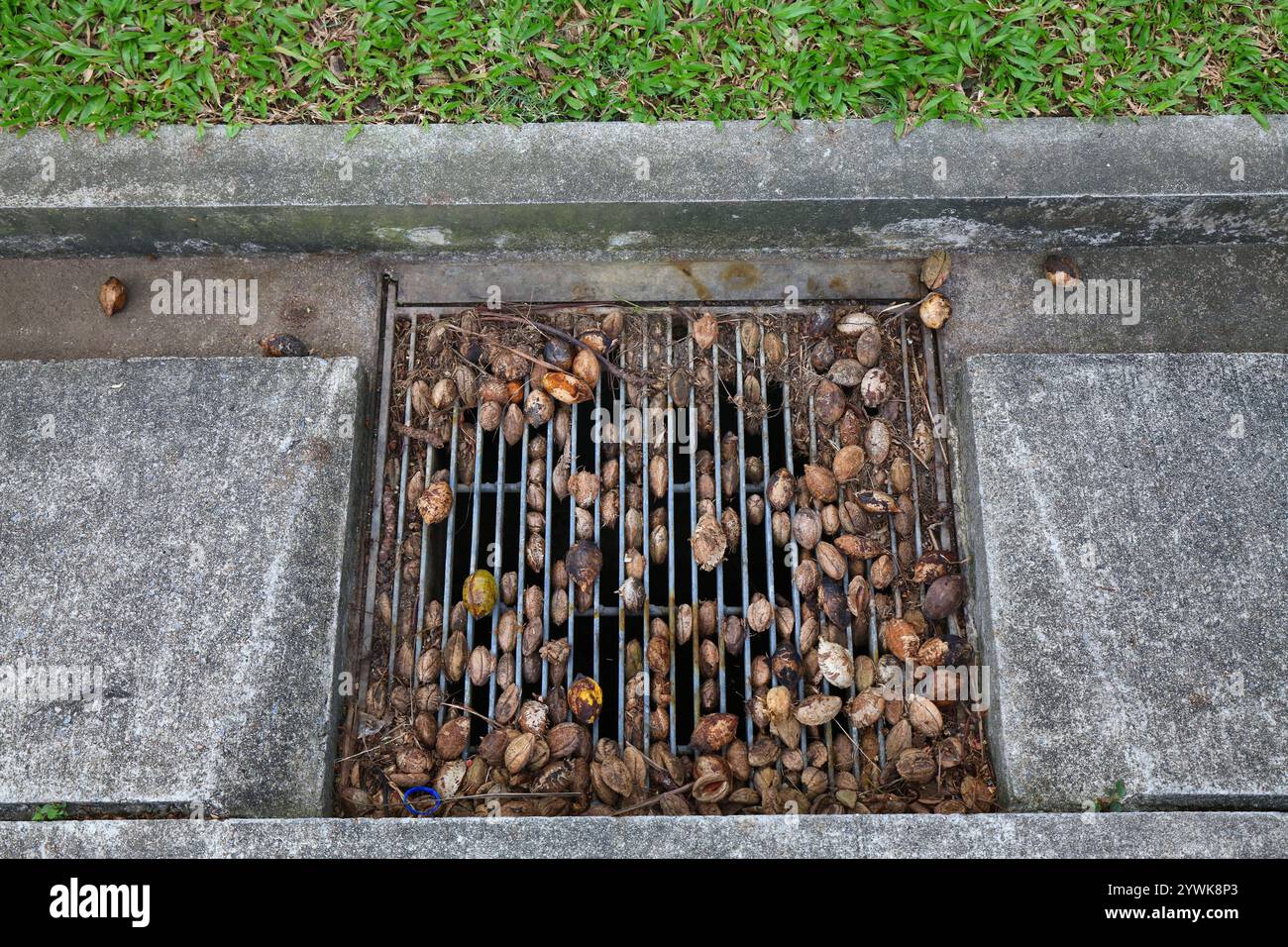 Storm drain clogged with nuts from park trees. Civil engineering issue ...