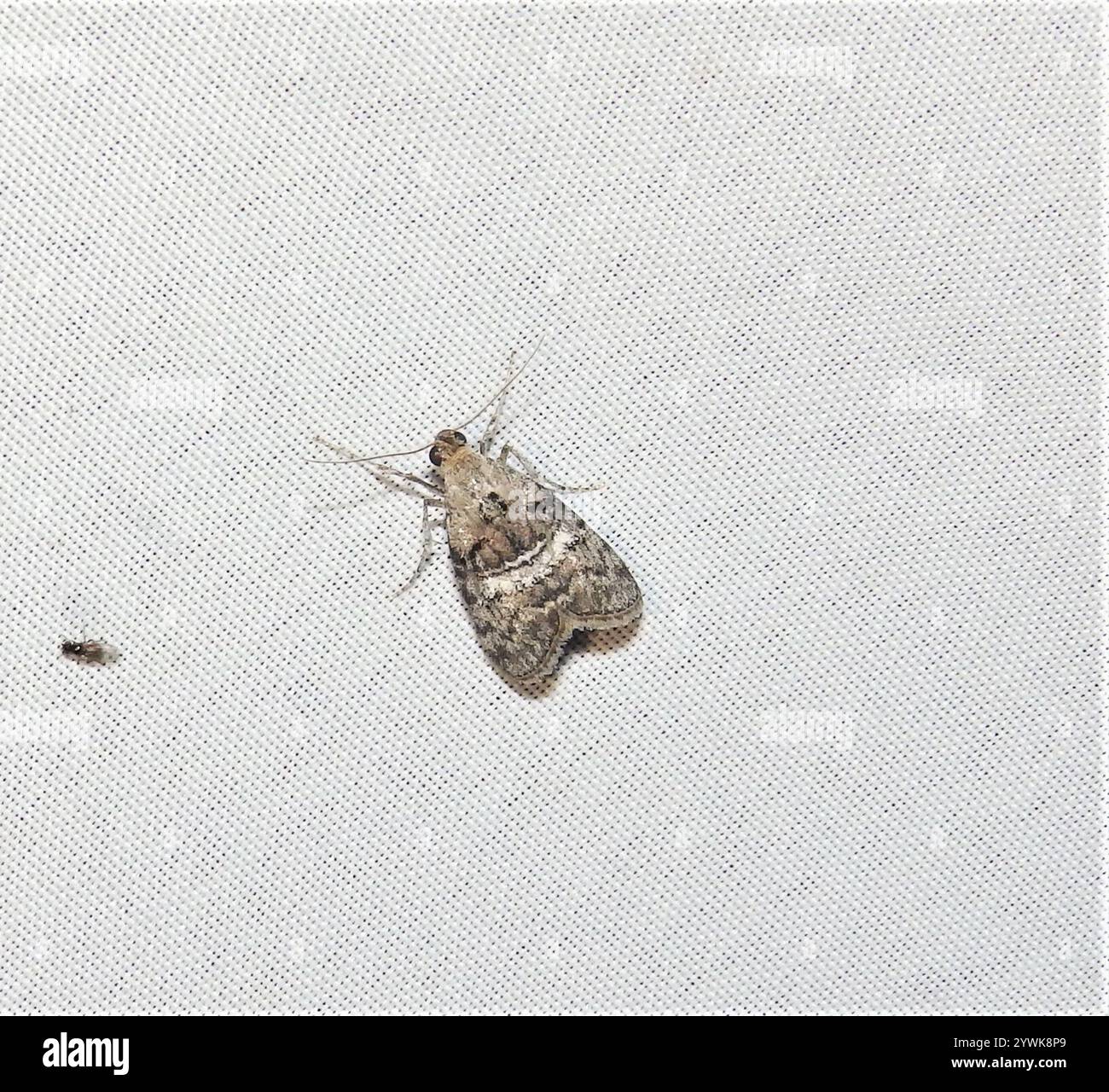 Maple Webworm Moth (Pococera asperatella Stock Photo - Alamy
