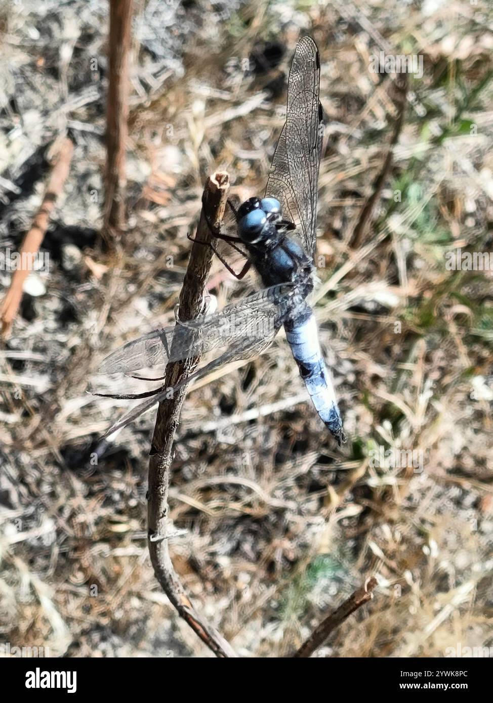 Scarce Chaser (Libellula fulva Stock Photo - Alamy