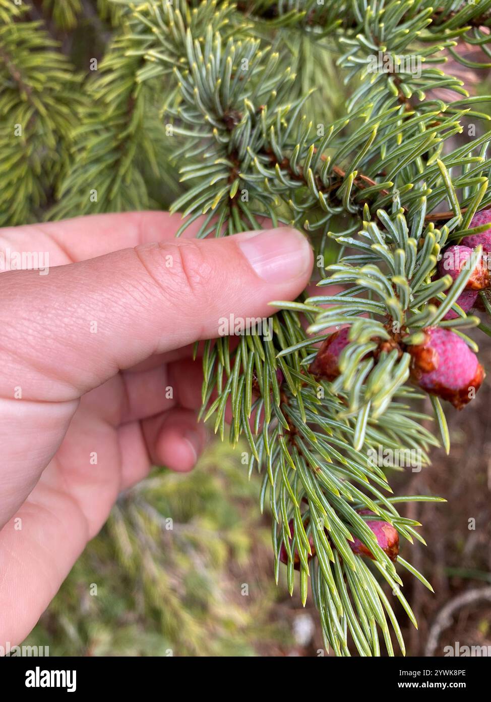 Engelmann spruce (Picea engelmannii Stock Photo - Alamy