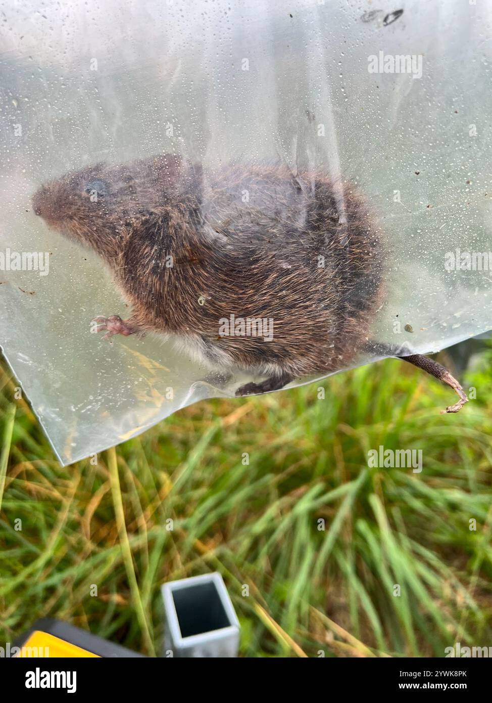 Hispid Cotton Rat (Sigmodon hispidus Stock Photo - Alamy